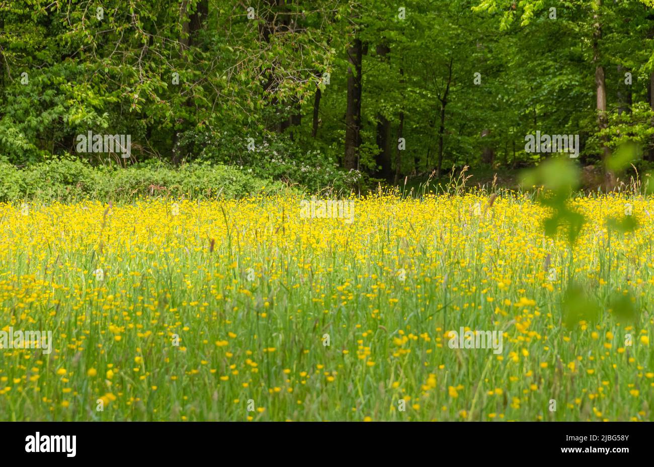 Spring time scenery including a flower meadow at the edge of the wood ...