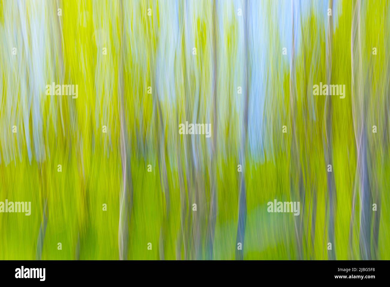 Abstract motion blur spring summer green forest sunny texture ...
