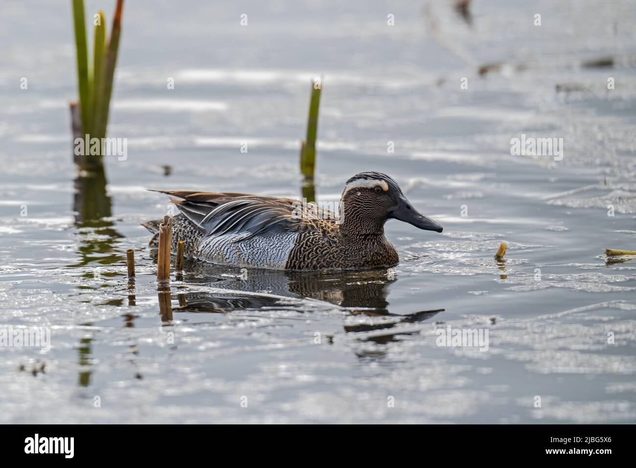 Adult male garganey uk hi-res stock photography and images - Alamy