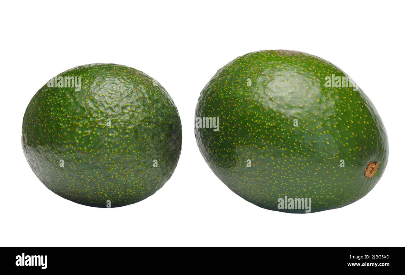 Two green round avocado fruits (Persea americana) isolated on white ...