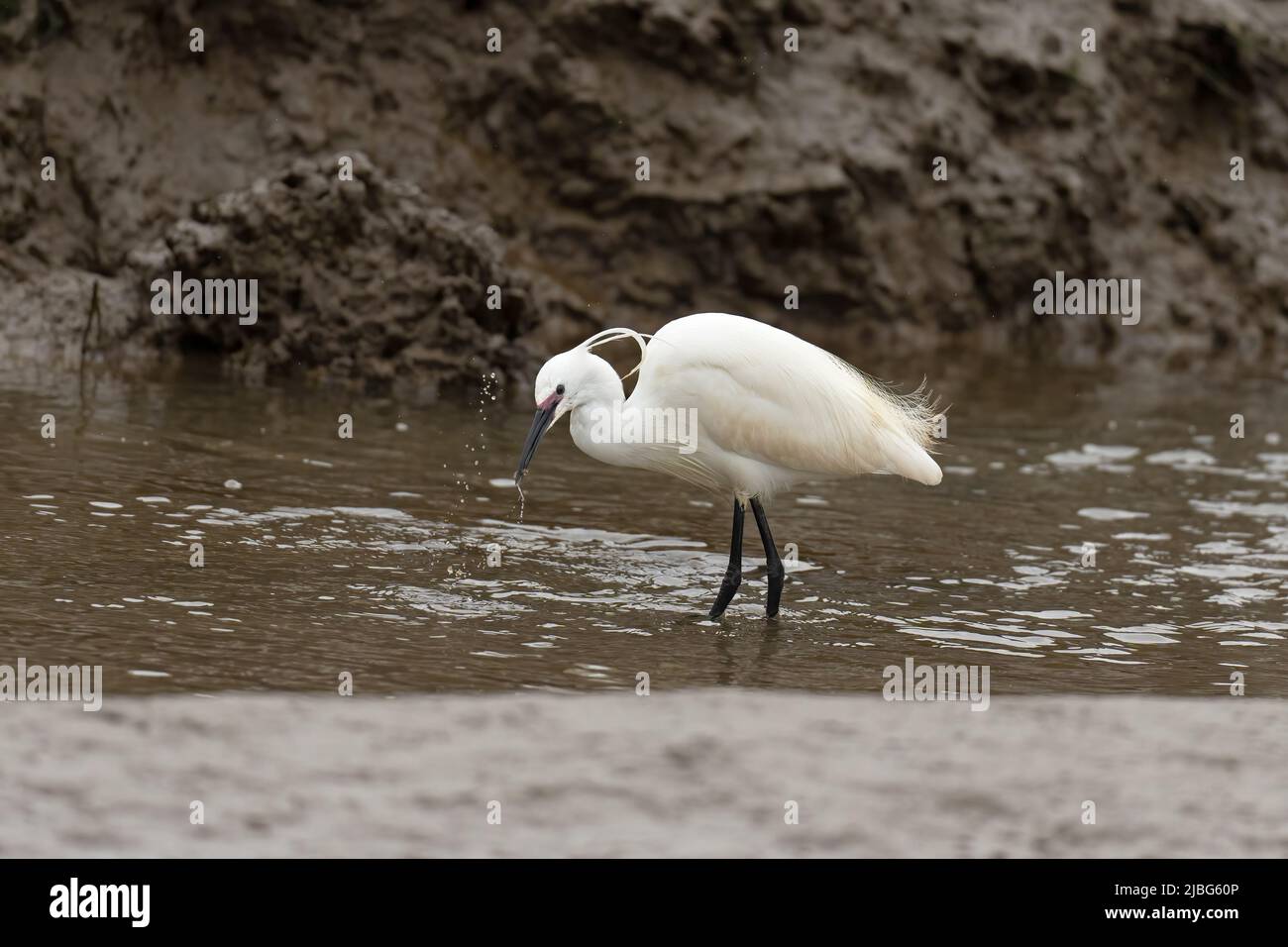 Little Egret- Egretta garzetta in breeding plumage feeding on ...