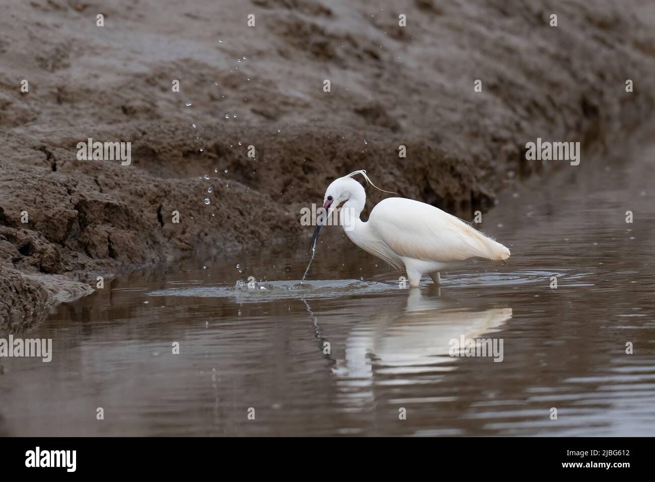 Little Egret- Egretta garzetta in breeding plumage feeding on ...