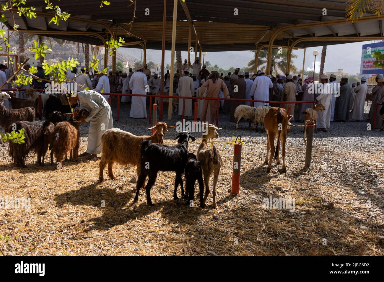 A crowded scene at the Nizwa livestock auction market in Oman, where ...