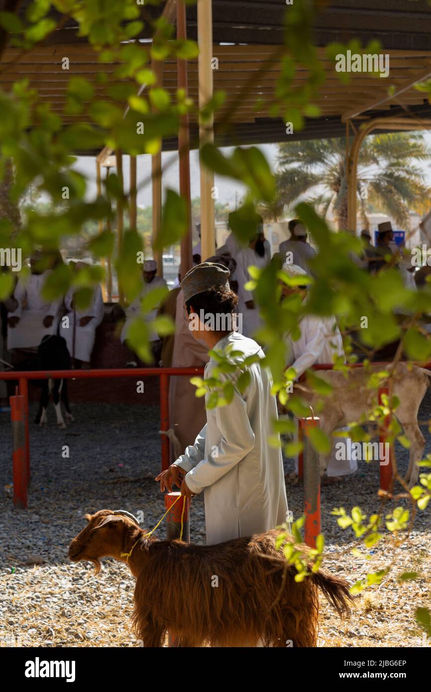 A crowded scene at the Nizwa livestock auction market in Oman, where ...