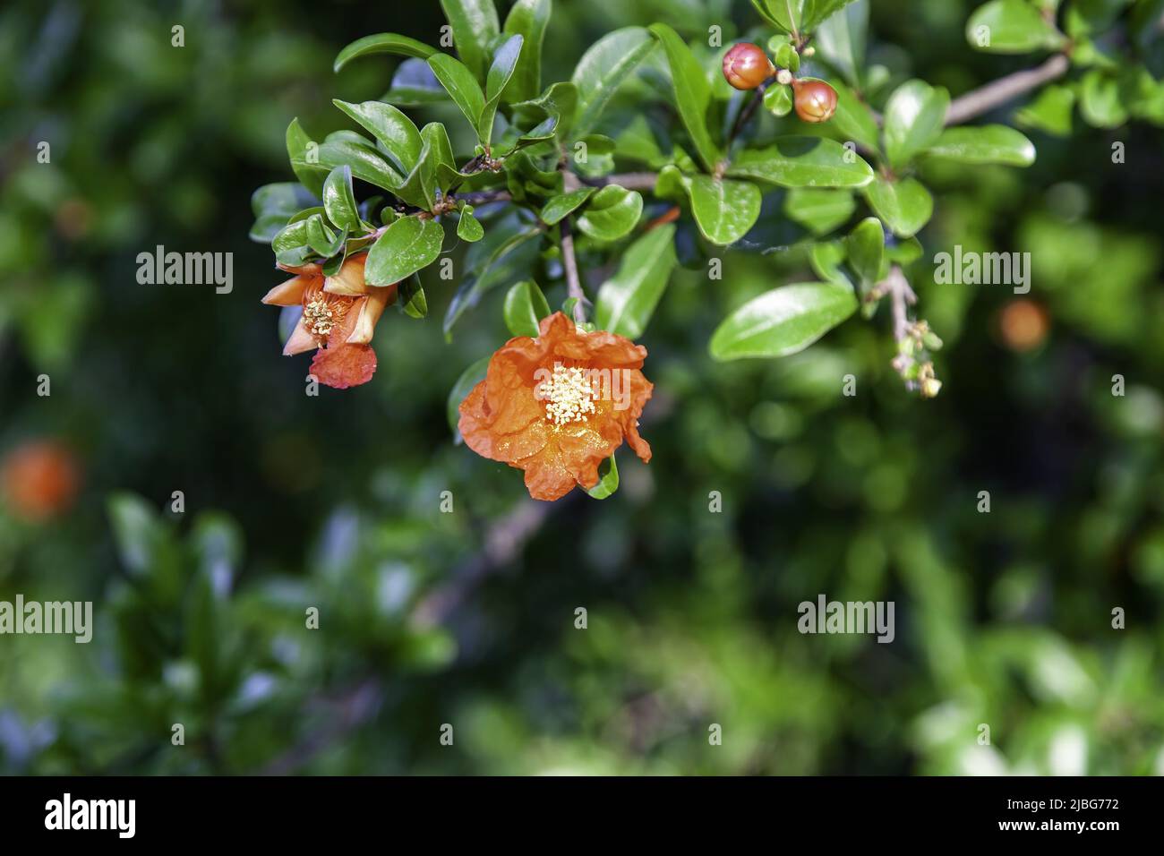 Detail of flowers in a field, nature and environment Stock Photo - Alamy