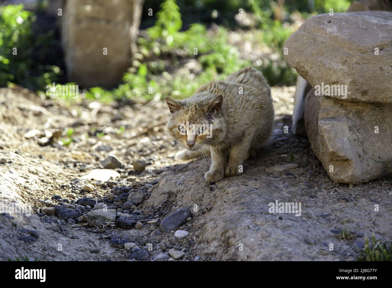 Detail of animal abandonment, mistreatment and loneliness Stock Photo ...