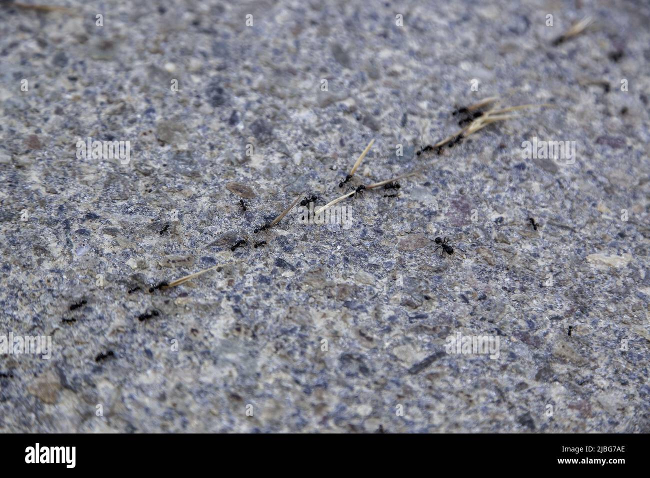 Detail of small insects carrying things Stock Photo - Alamy