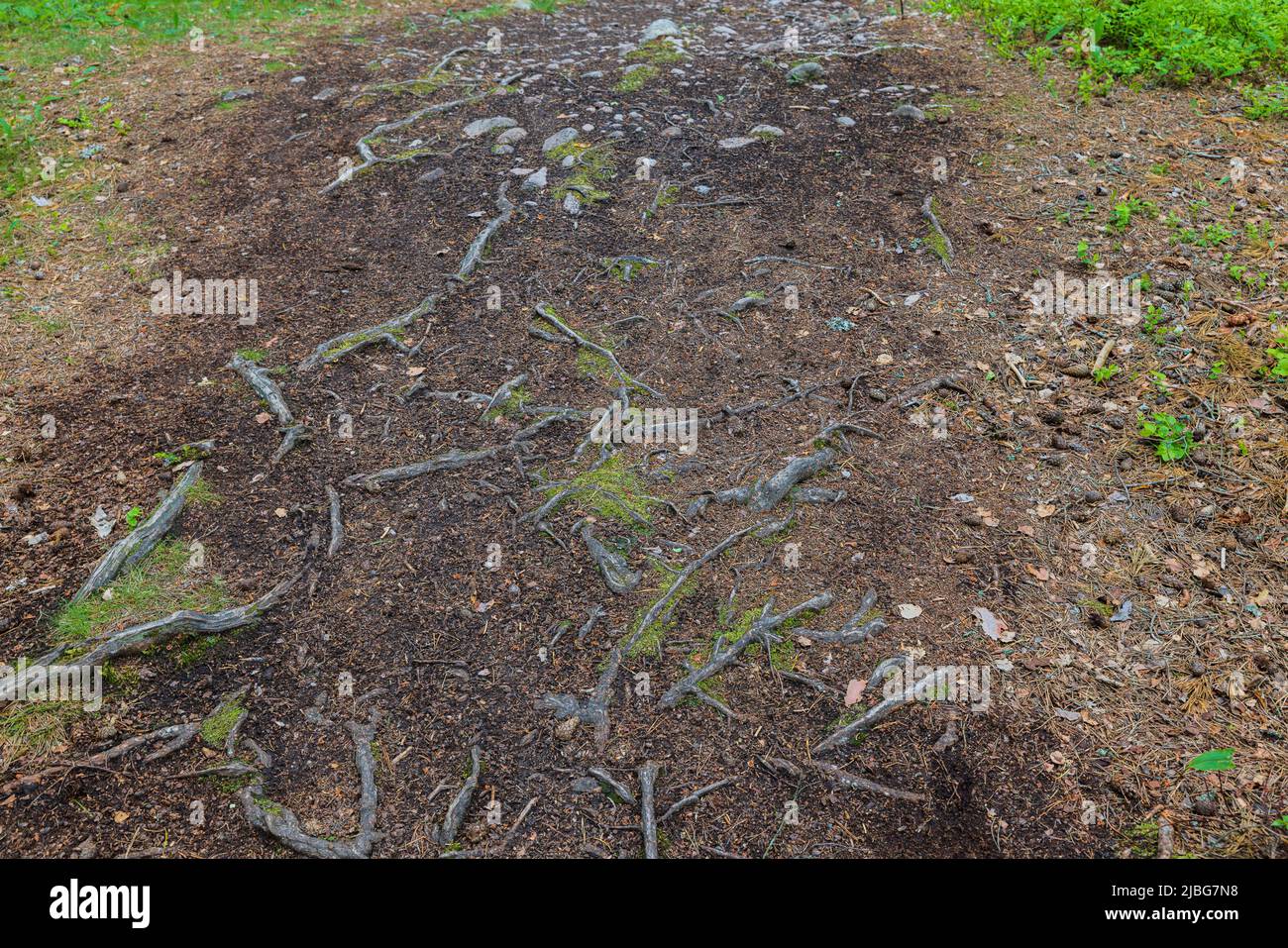 Close up view of old tree roots on rough rocky forest soil landscape ...