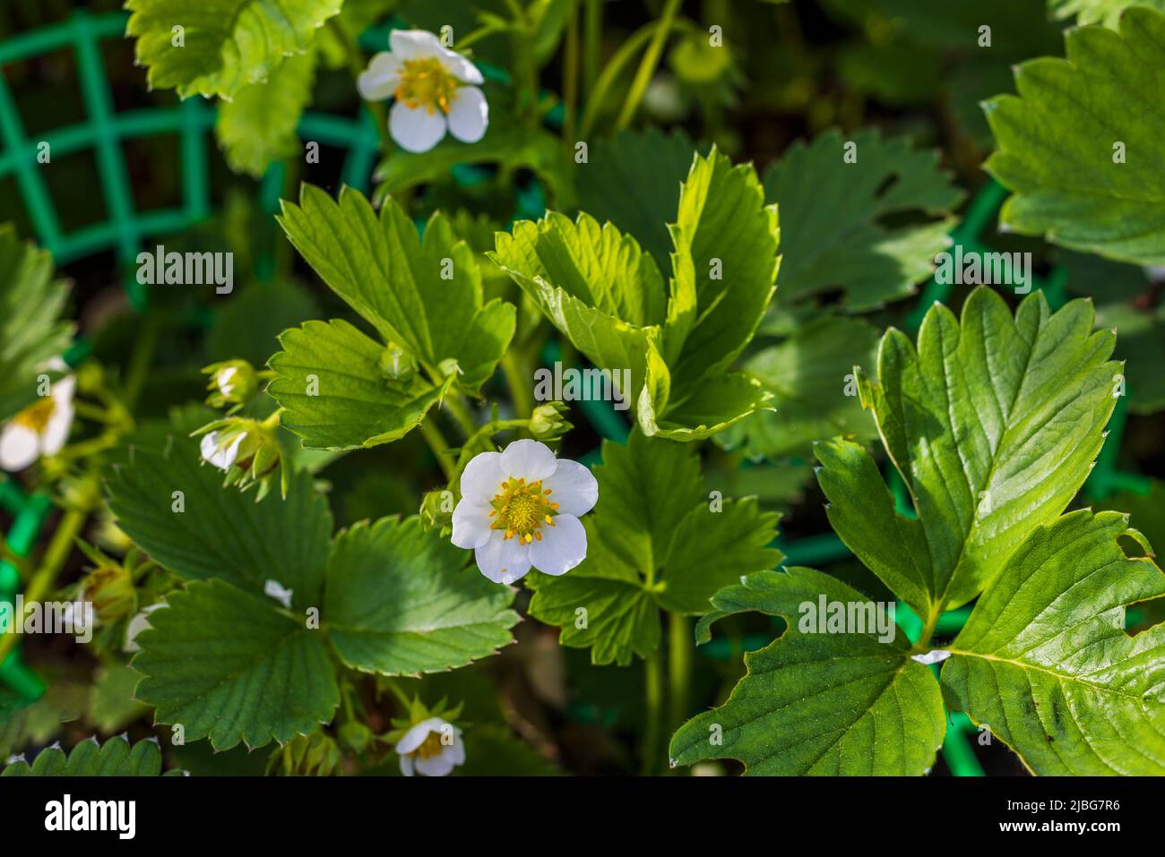 Climbing strawberry plants hi-res stock photography and images - Alamy