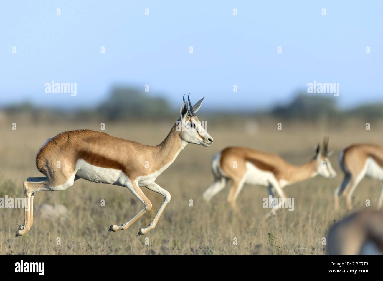 Springbok mating hi-res stock photography and images - Alamy
