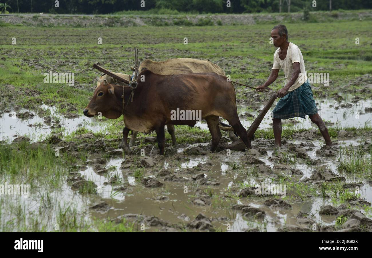 Rice cultivation assam hi-res stock photography and images - Alamy