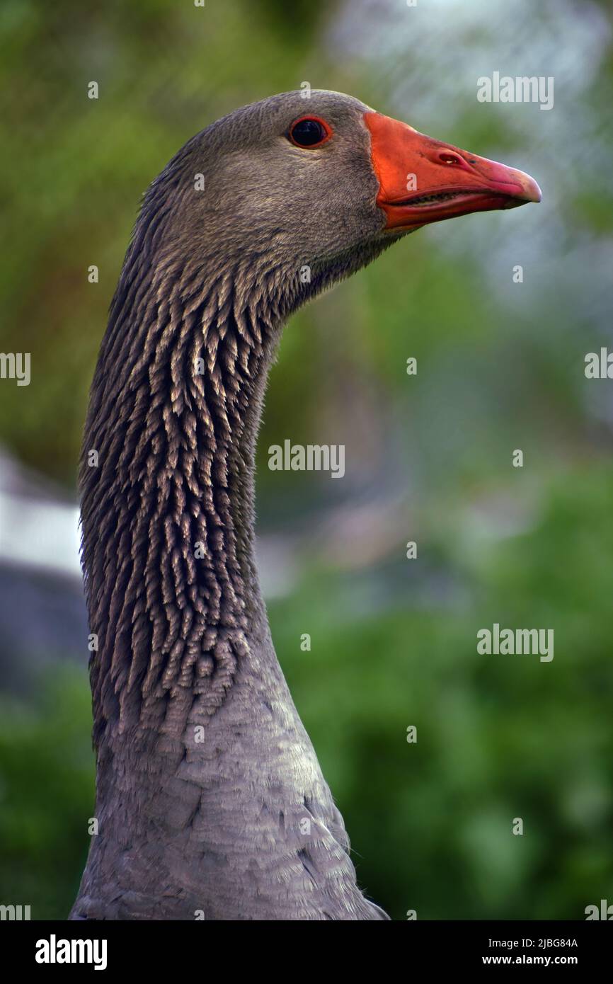 Close-up side portrait of grey goose with orange beak against green ...