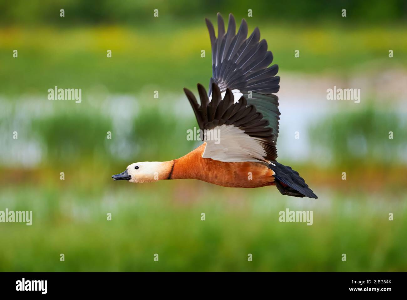 Ruddy shelduck in flight (Tadorna ferruginea). Beautiful bird in flight ...