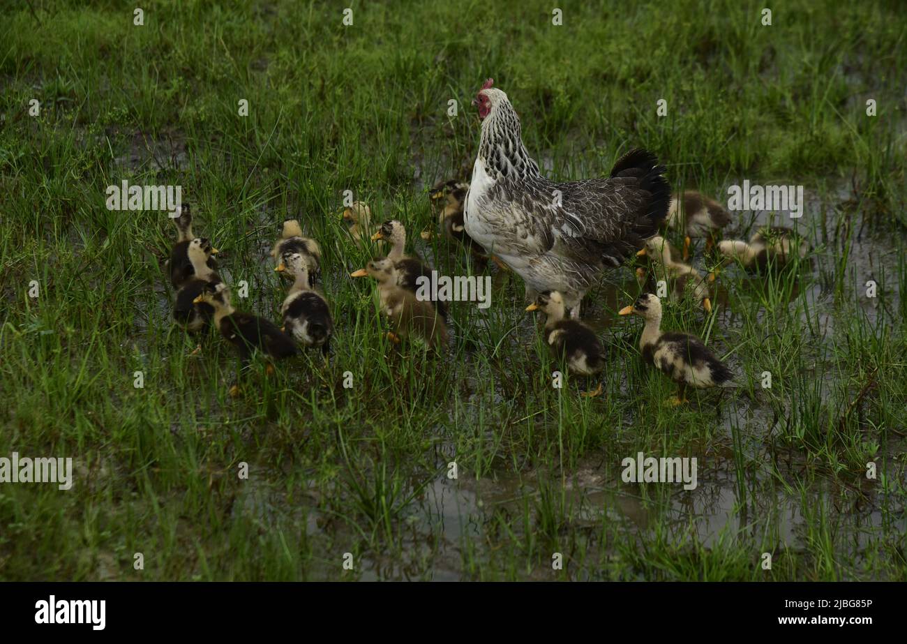 Mother hen chicks in wire hi-res stock photography and images - Alamy