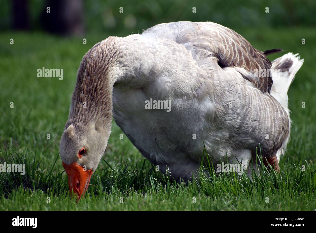 Goose in a field hi-res stock photography and images - Alamy