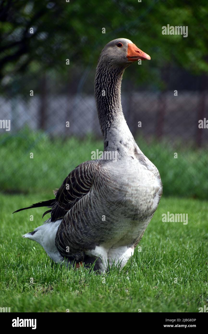 Goose in a field hi-res stock photography and images - Alamy