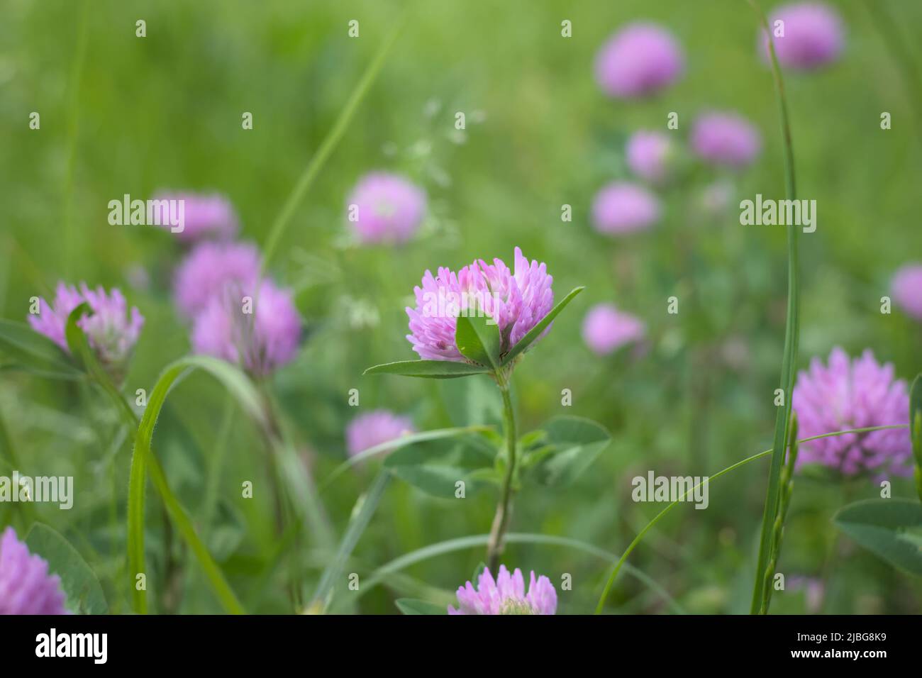 Pink clover flower (Trifolium) in a meadow in spring Stock Photo - Alamy