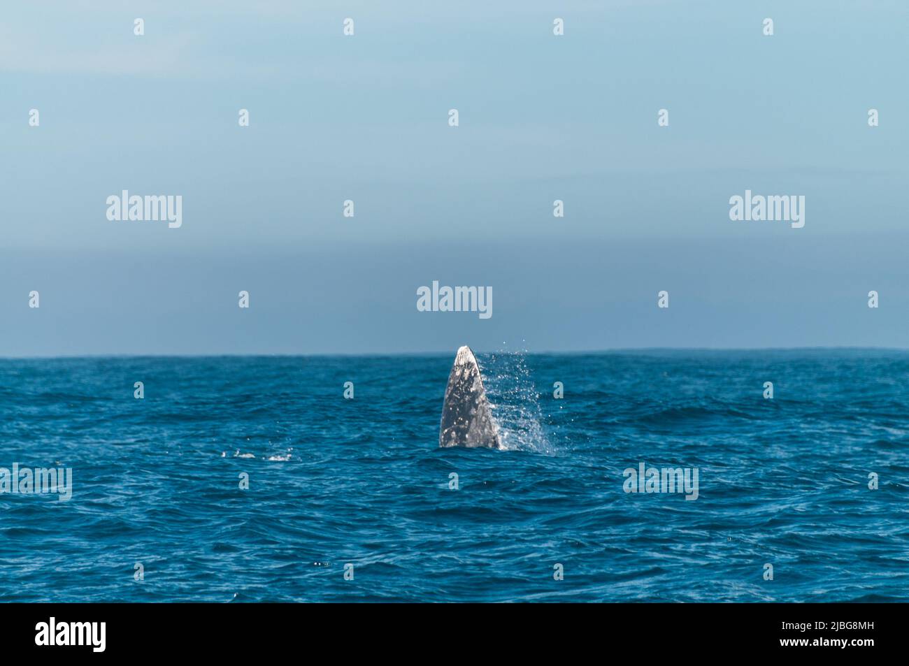 Detail of a surfacing grey whale blowing a plume of water vapour into ...