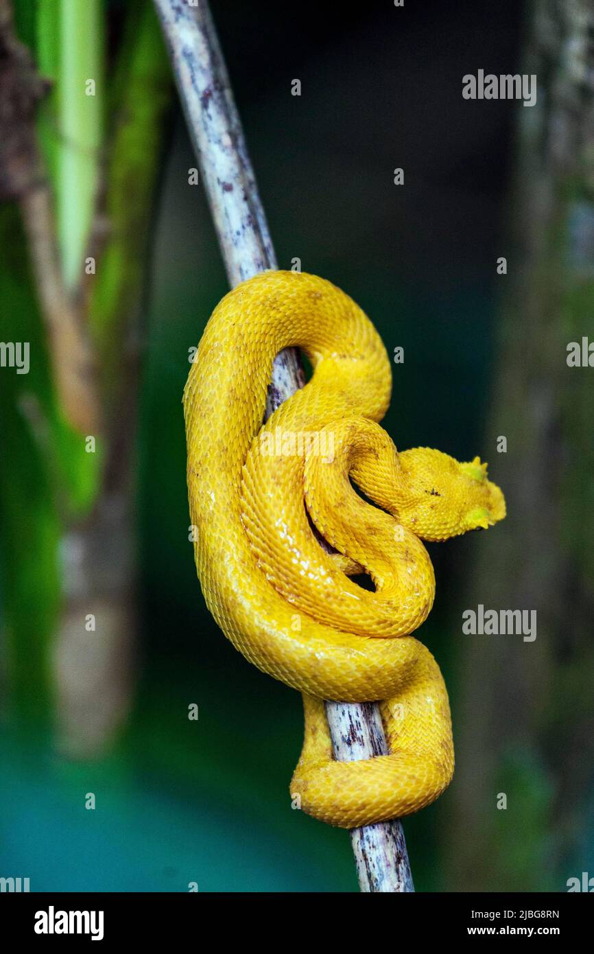 Costa Rica, Central America, Cahuita National Park, Yellow Eyelash ...