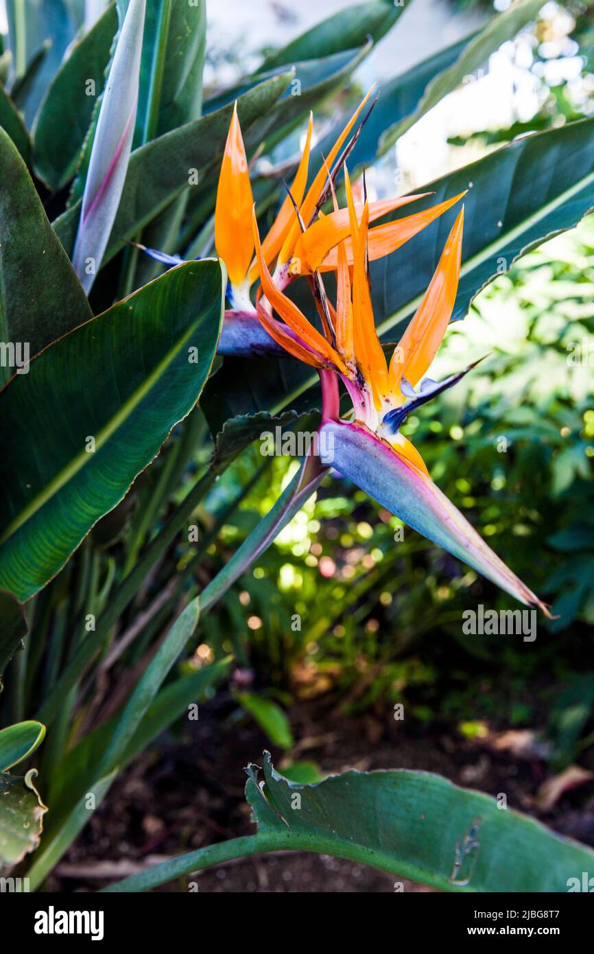 Alamy flower stock hi-res stock photography and images - Alamy