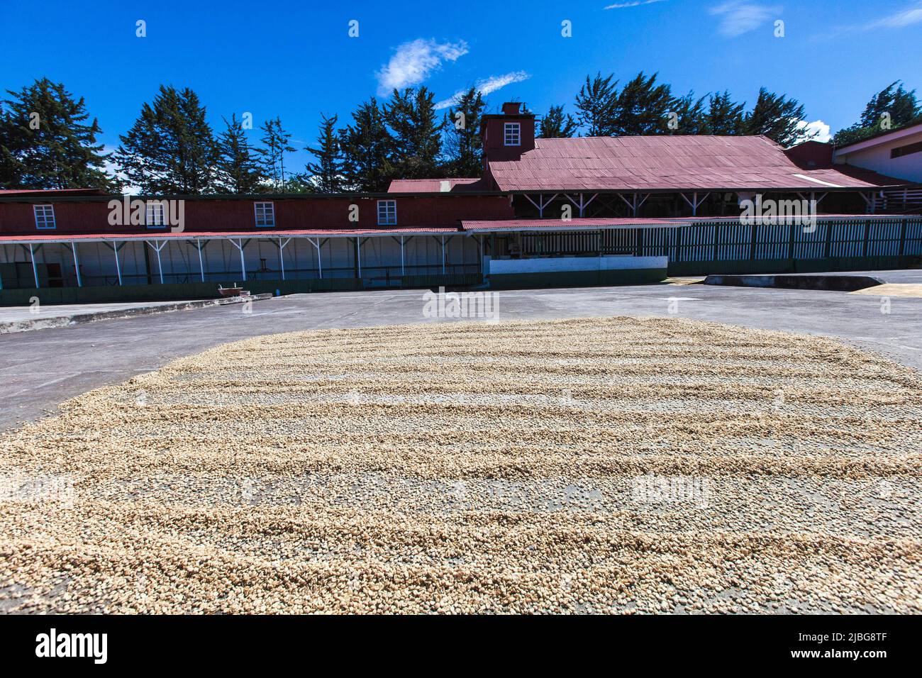 Costa Rica, Central America. Alajuela - Doka Coffee Plantation, largest ...