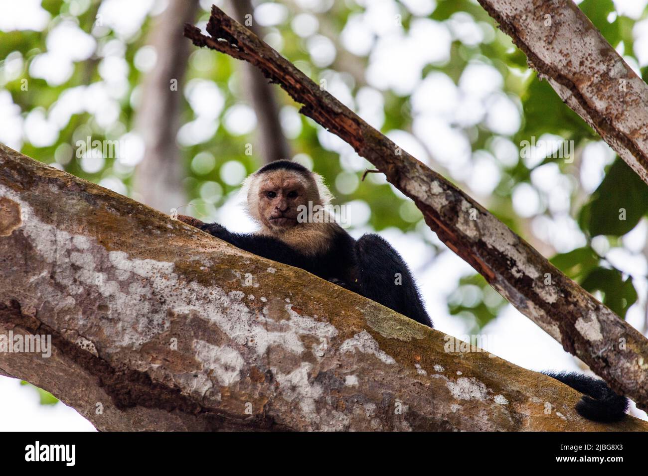 Costa Rica, Central America, Cahuita National Park, capuchin monkey ...
