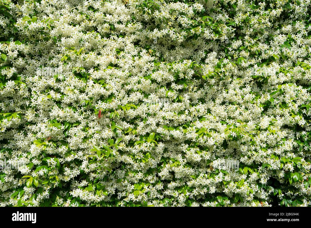 Jasmine hedge hi-res stock photography and images - Alamy