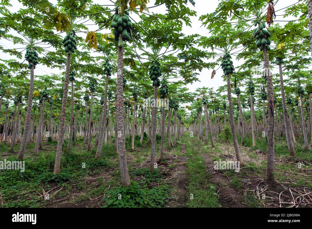 Costa Rica, Central America - Arenal, papaya plantation Photo ...