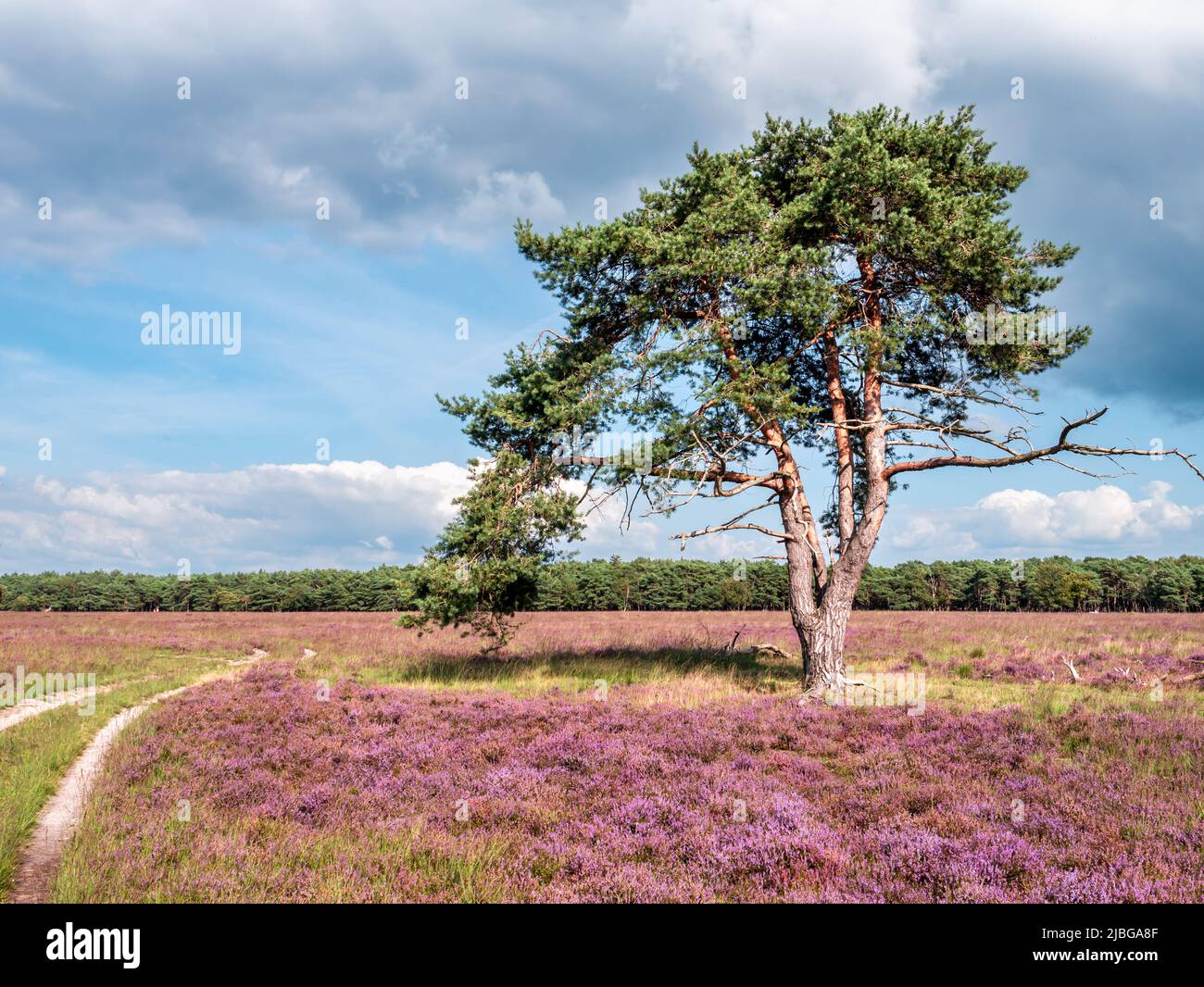 Footpath, pine tree and heather in bloom on Westerheide nature reserve ...