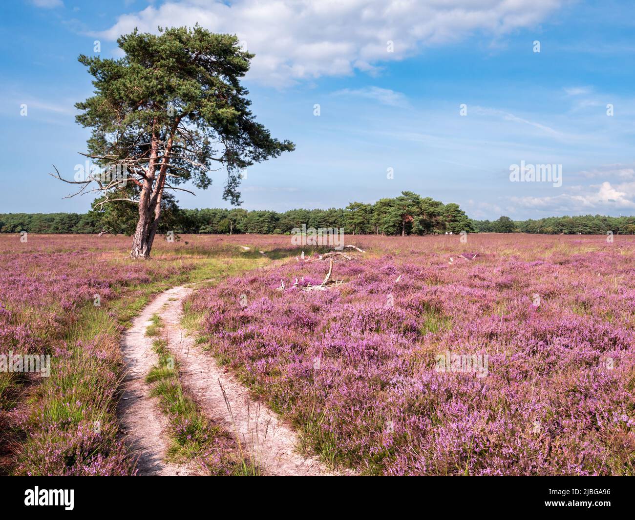 Footpath, pine tree and heather in bloom on Westerheide nature reserve ...