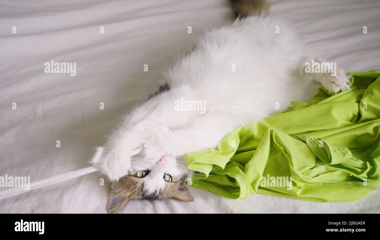 Fluffy cat plays with rope on owner bed with white linens. Beautiful ...