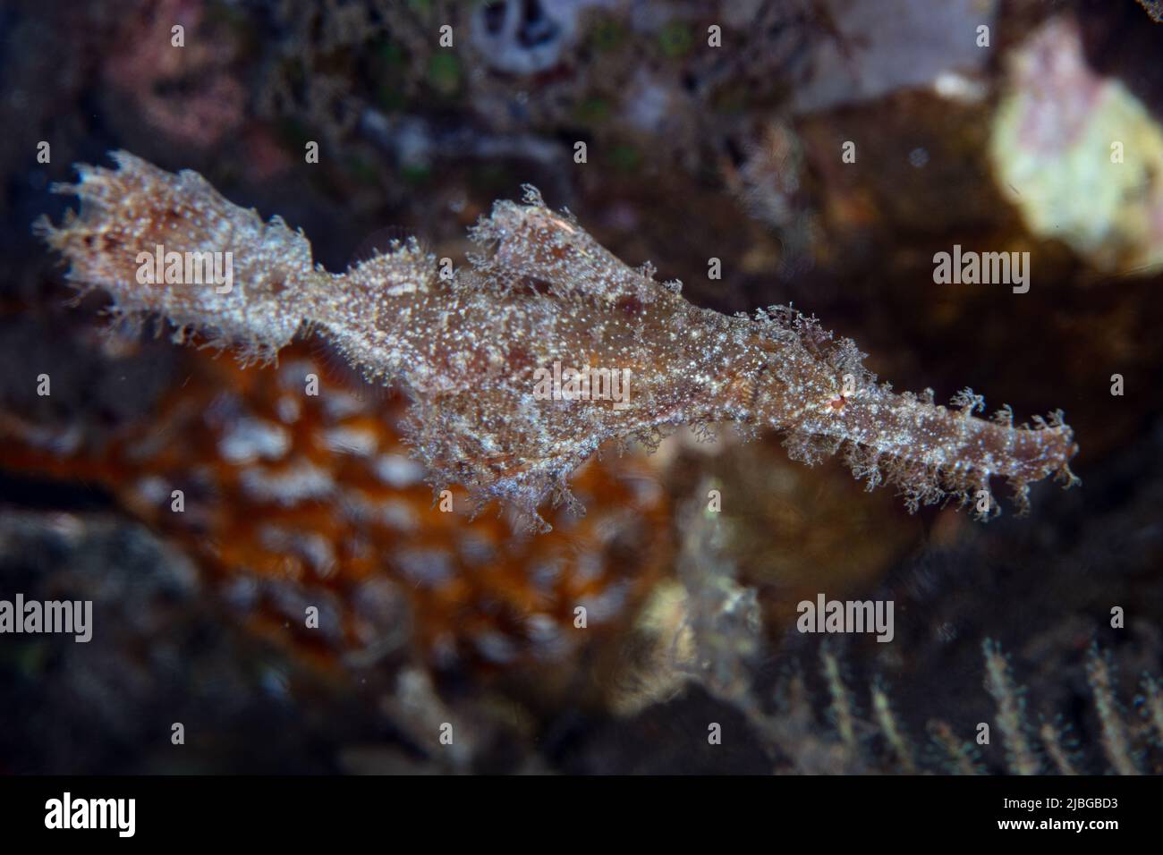 A well-camouflaged ghost pipefish hovers over a coral reef in Raja ...