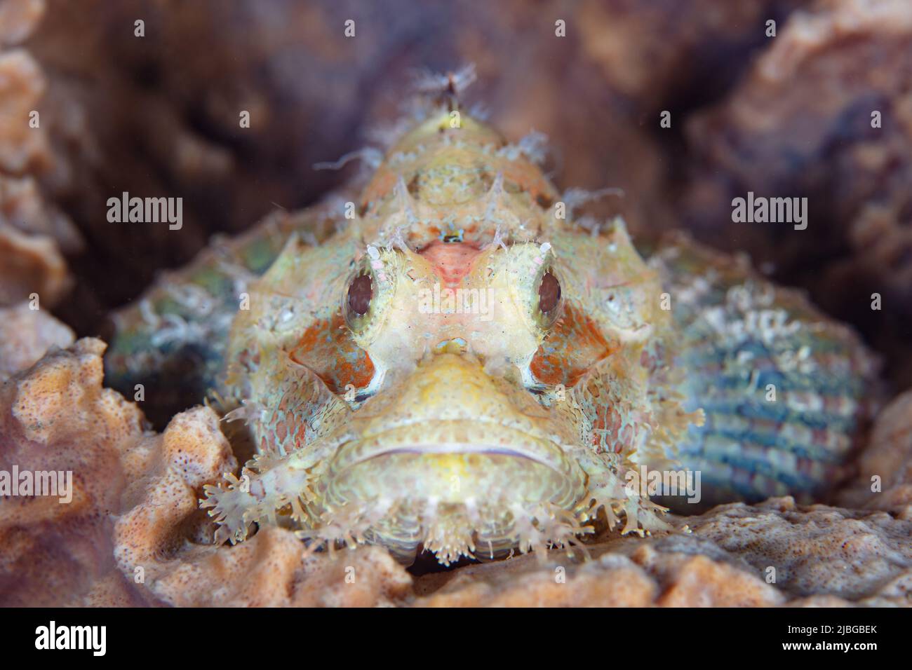 Waits in ambush hi-res stock photography and images - Alamy