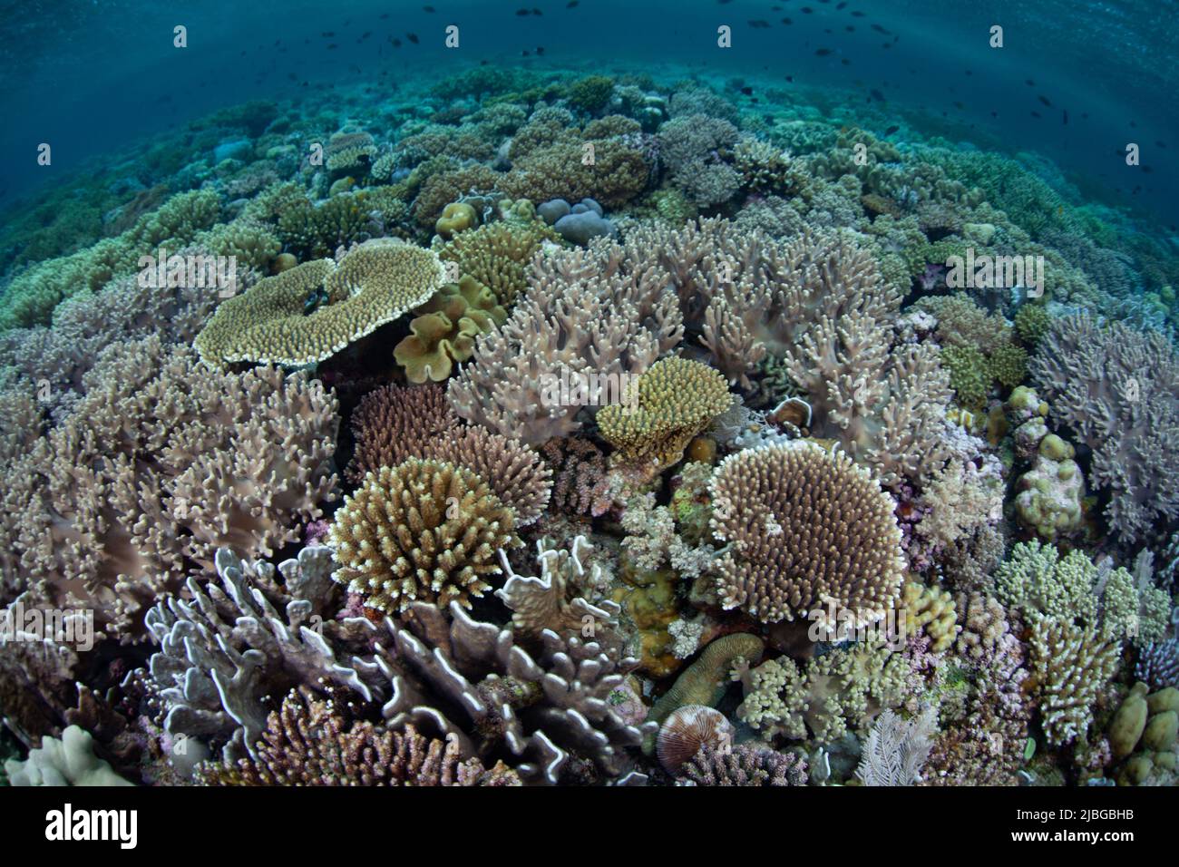 A healthy coral reef grows along the edge of an island in Wakatobi ...