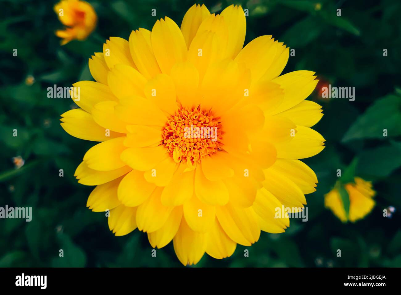 Yellow calendula flower close up. Growing medicinal plants in the home ...