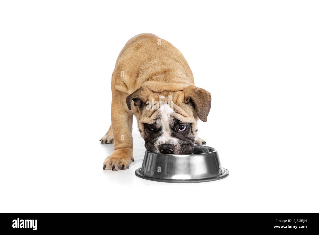 Charming doggy, purebred dog, bulldog eating from a bowl isolated on ...