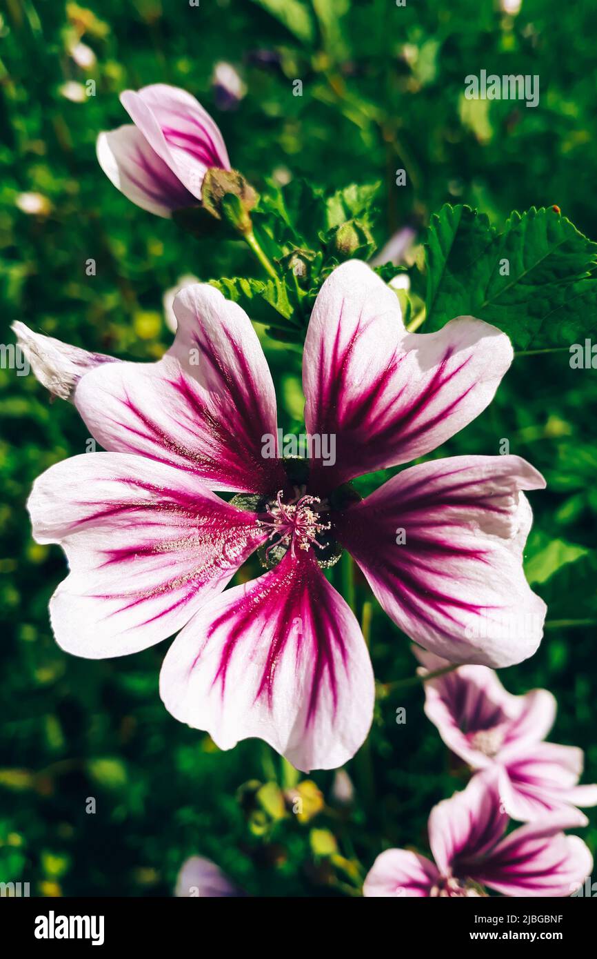 Beautiful pink common mallow flower. Growing ornamental plants in home ...