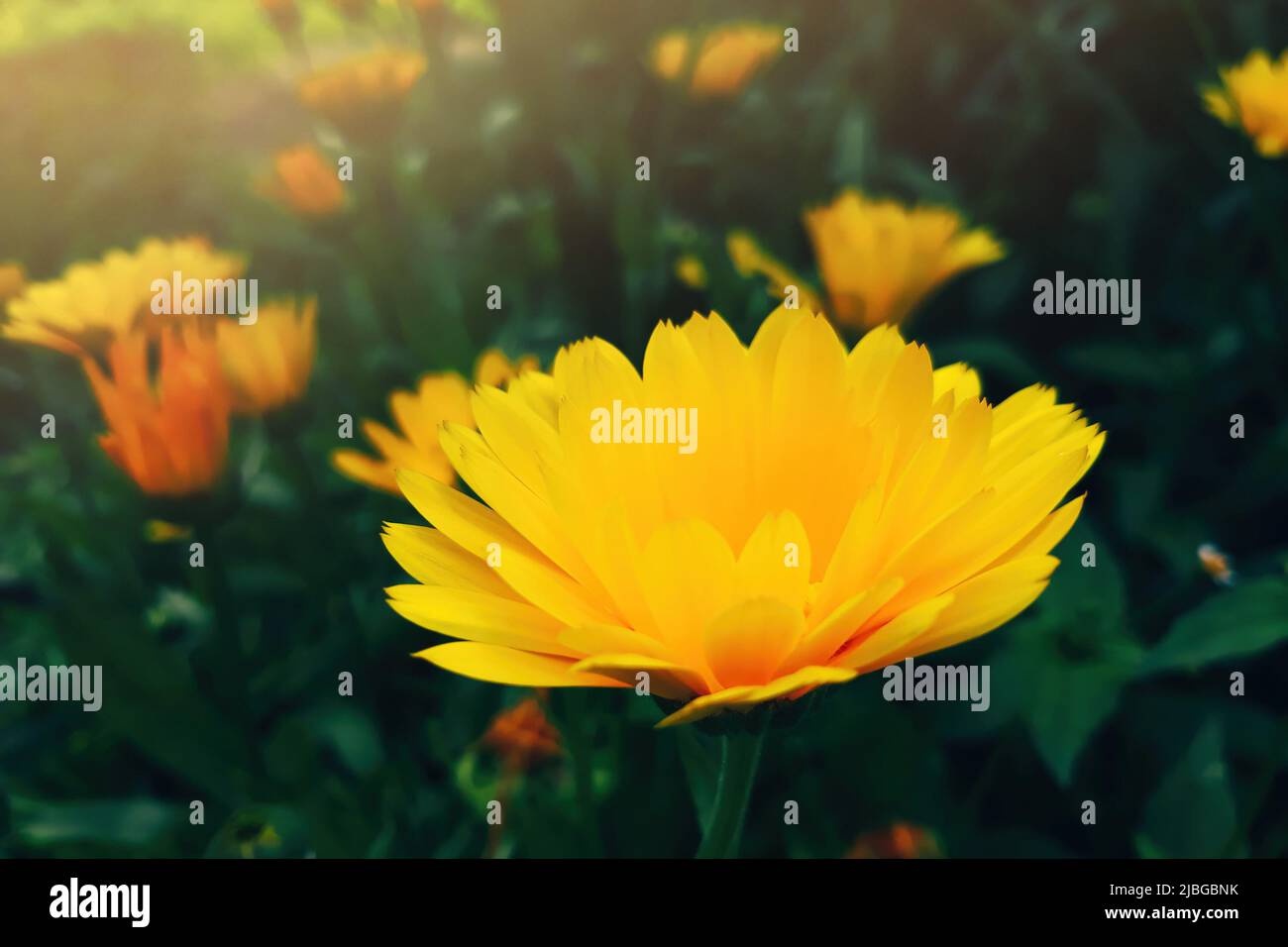 Yellow calendula flower close up. Growing medicinal plants in the home ...