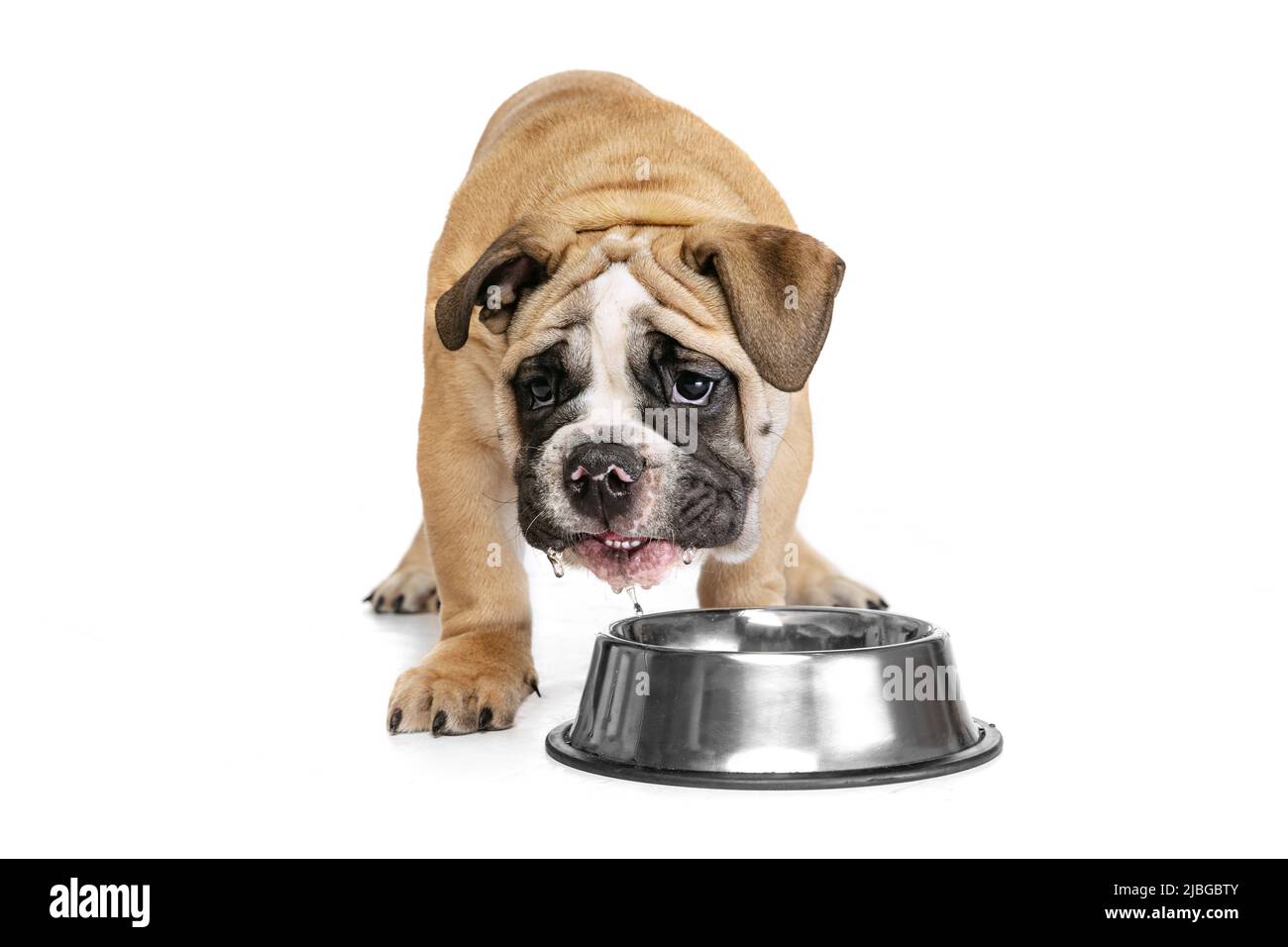 Charming doggy, purebred dog, bulldog eating from a bowl isolated on ...