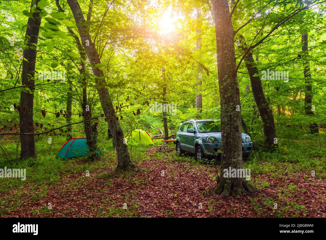 Camping rest in green forest Stock Photo - Alamy
