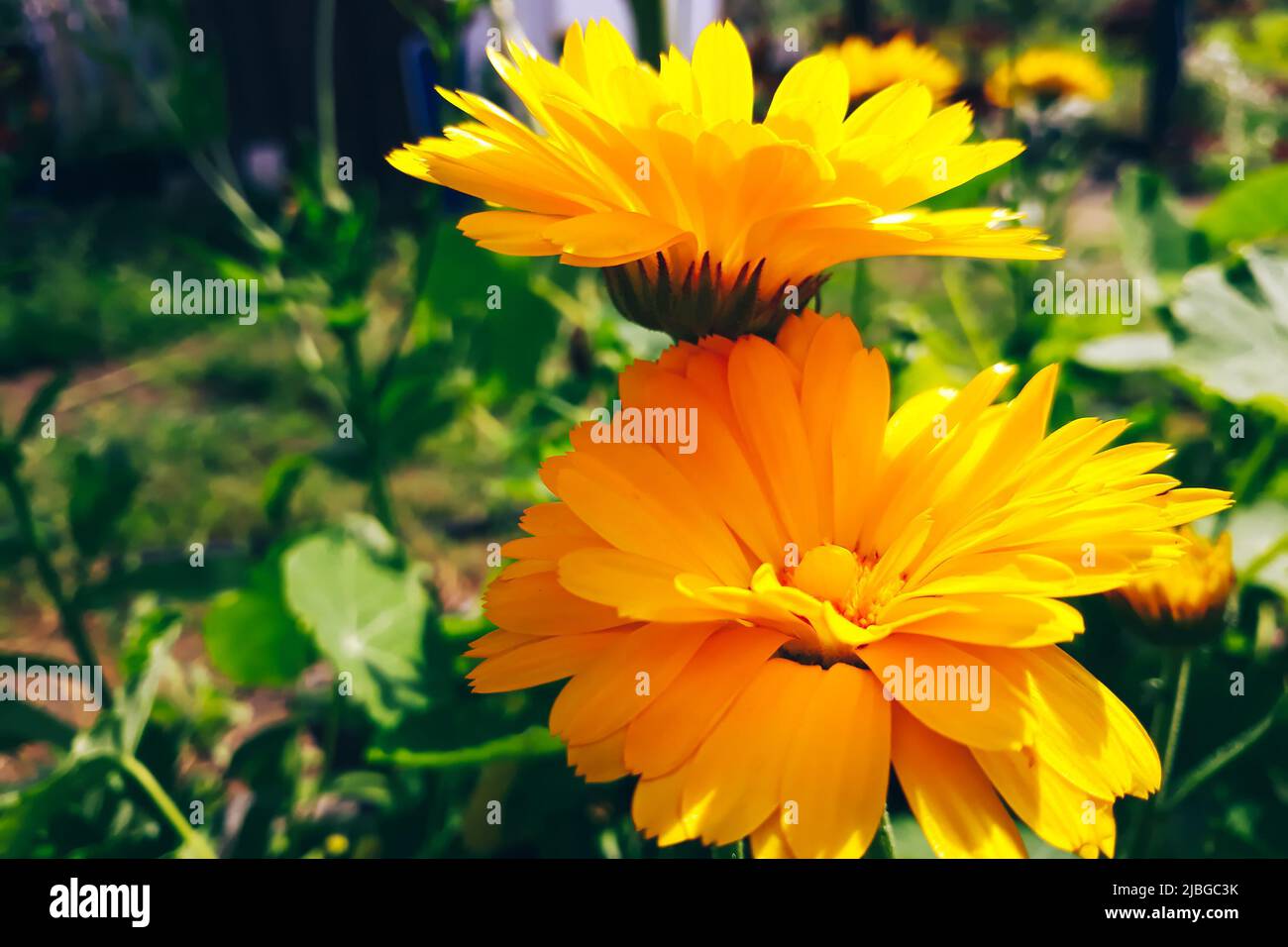 Yellow calendula flower close up. Growing medicinal plants in the home ...