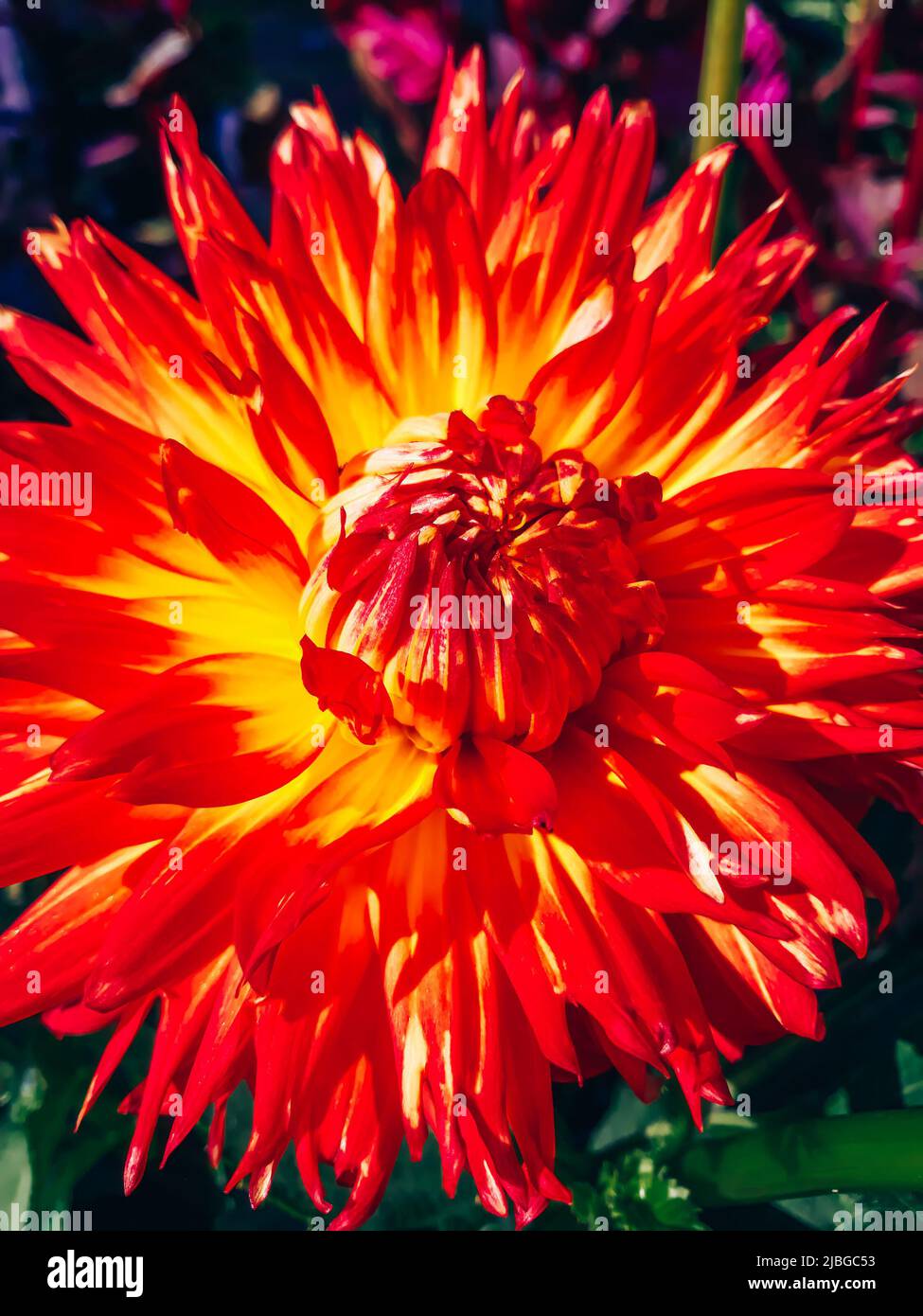 Bora bora flower hi-res stock photography and images - Alamy