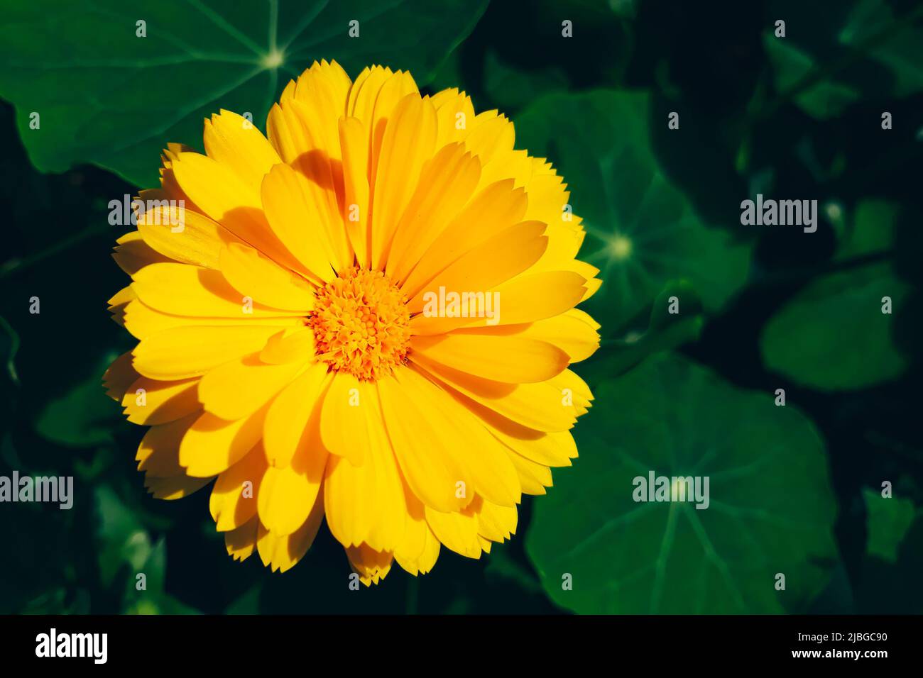 Yellow calendula flower close up. Growing medicinal plants in the home ...