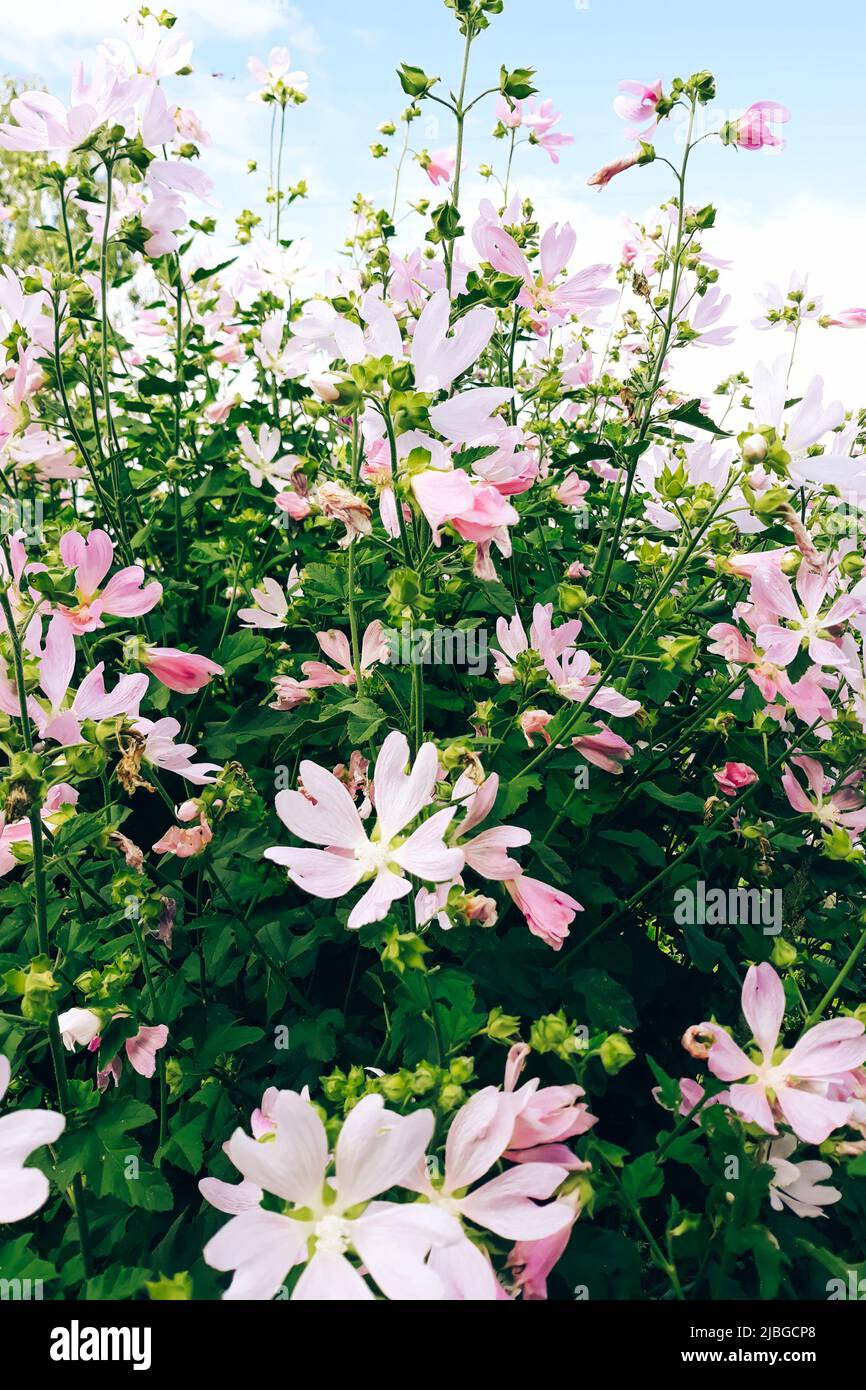 Malva alcea hi-res stock photography and images - Alamy