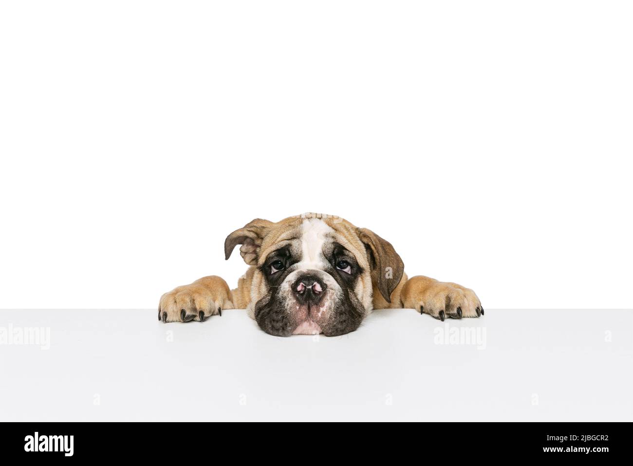 Charming doggy, purebred dog, bulldog posing isolated on white studio ...