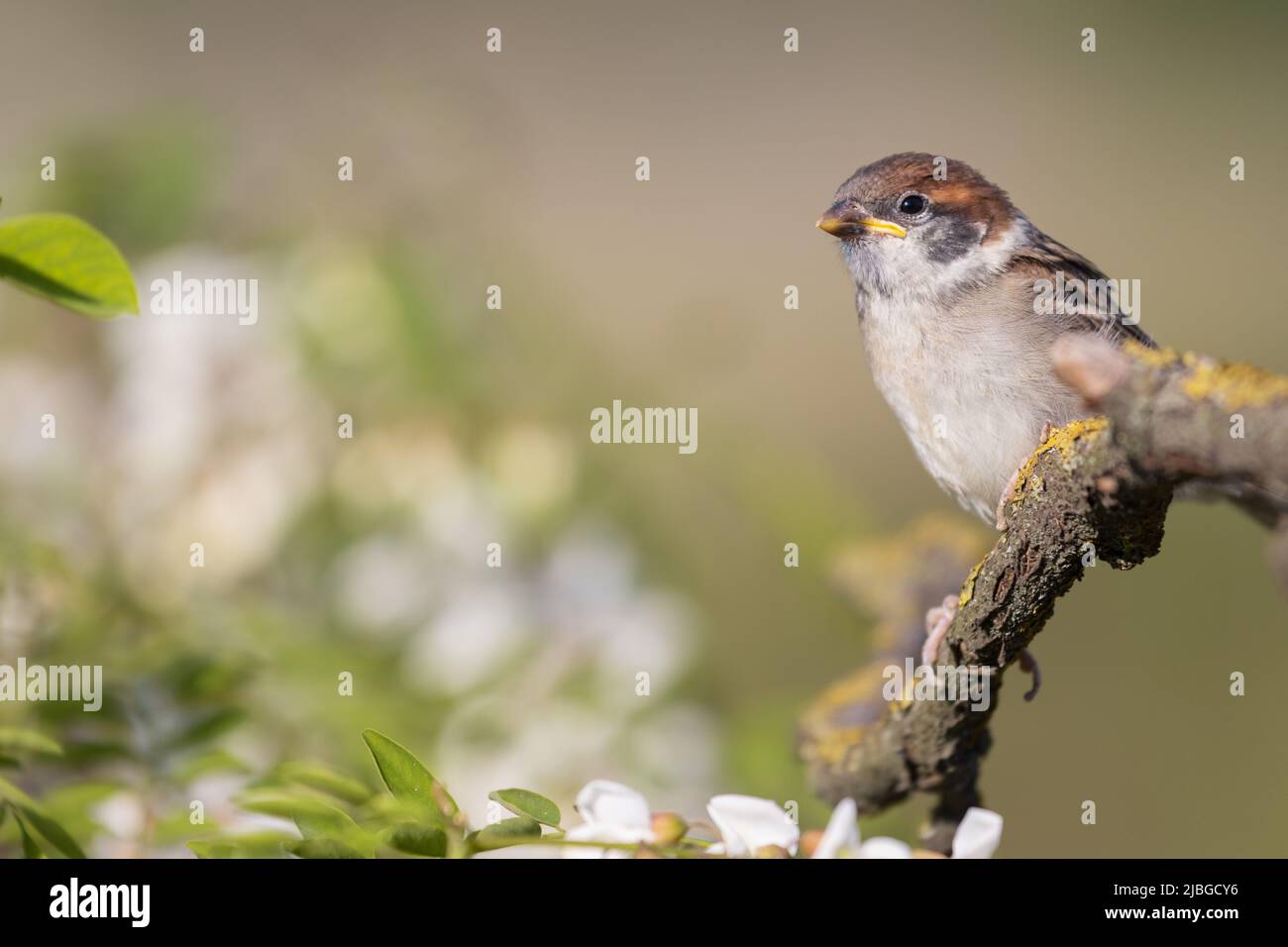 Angry sparrow hi-res stock photography and images - Alamy