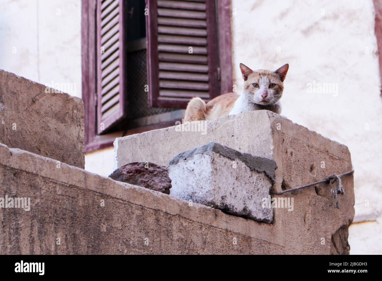 Stray cat lives in ghetto of Luxor (Egypt) gazing at the viewer ...