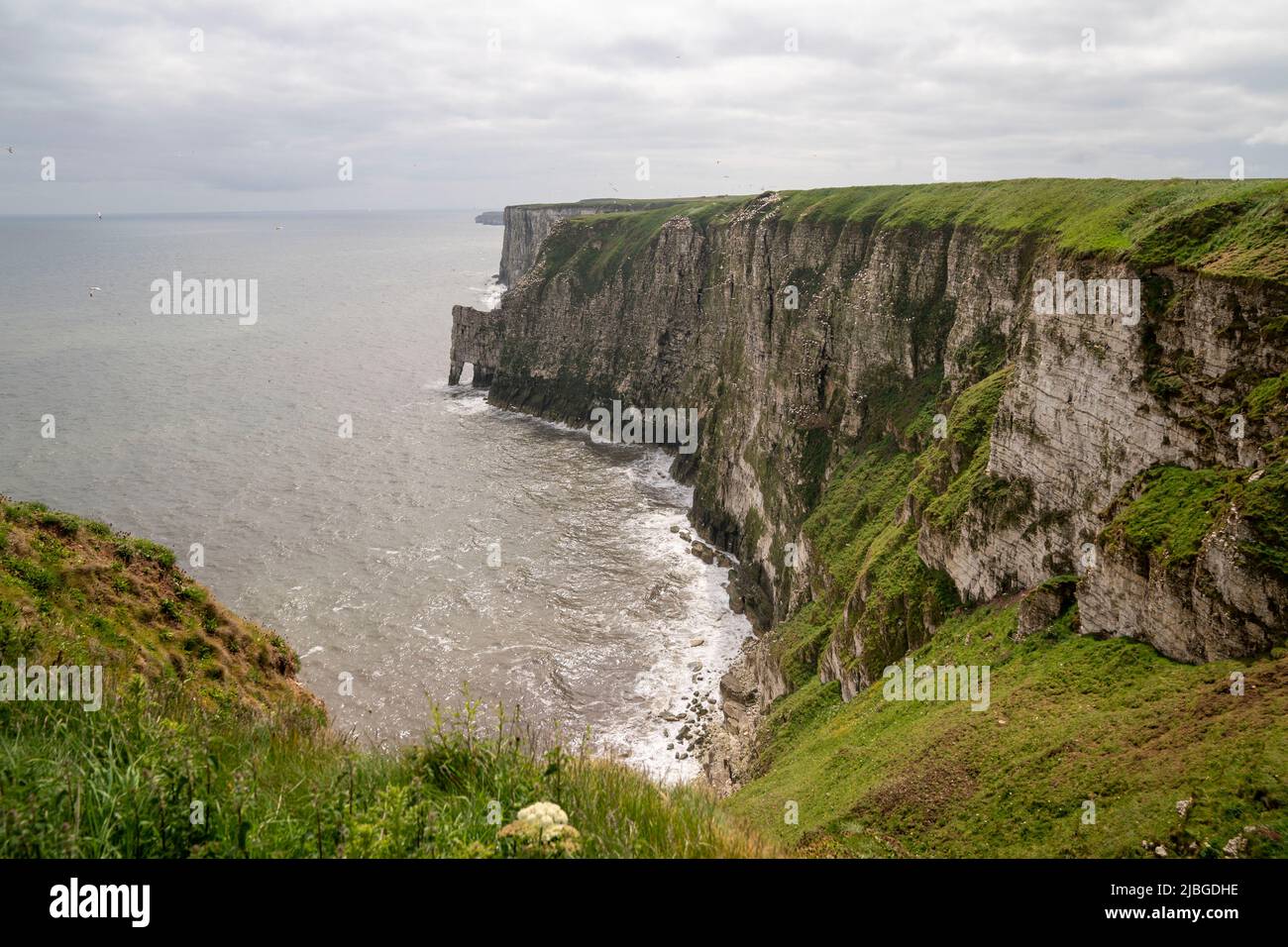 Seabirds gathered at Bempton Cliffs in Yorkshire, as over 250,000 birds ...
