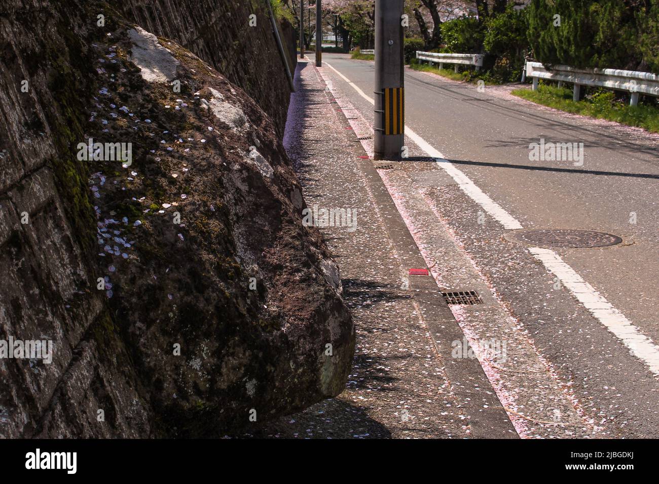 A country road and cherry blossom in spring season in suburb of ...