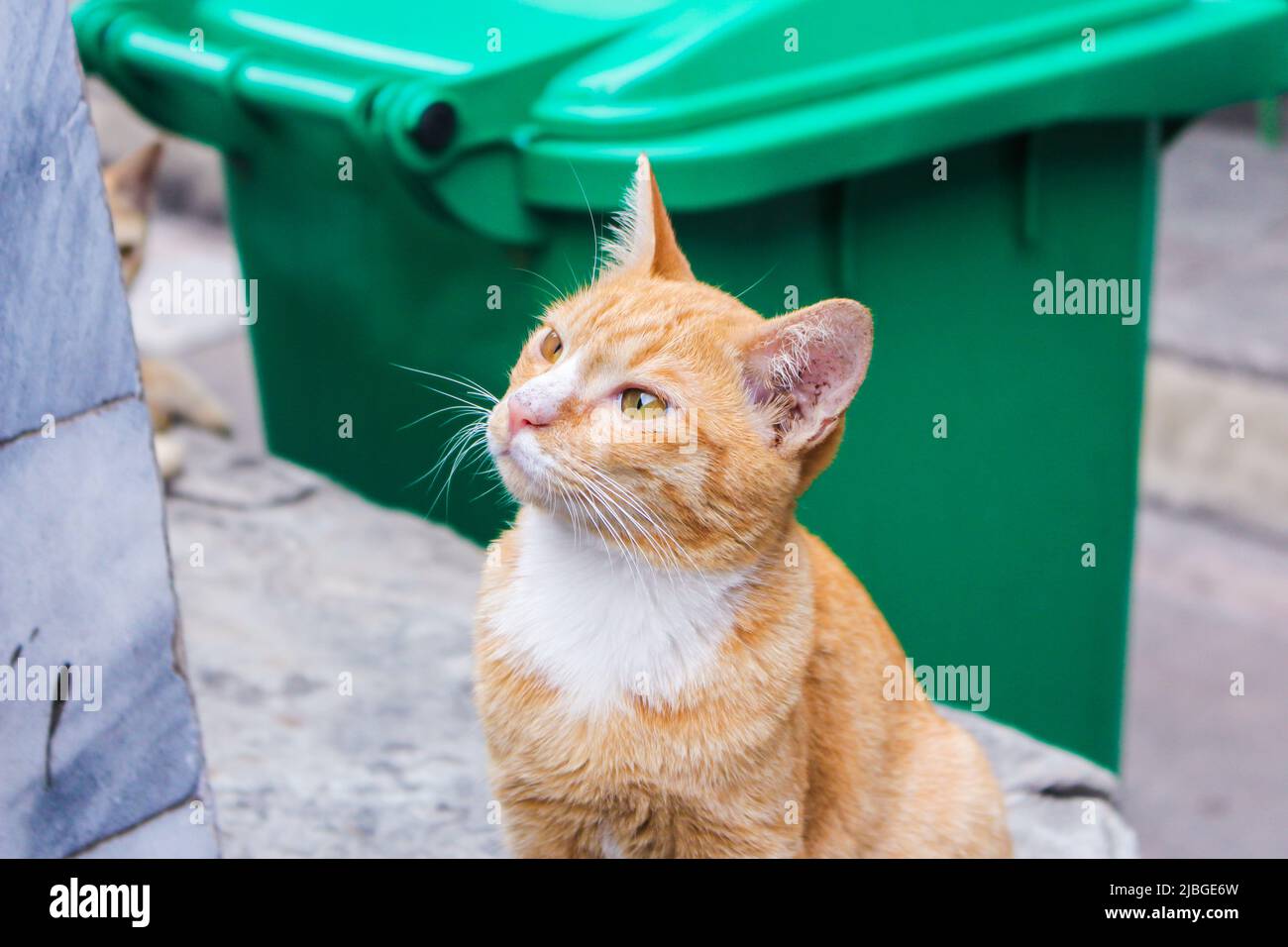 Ginger stray cat in old temple (Wat Pho) in Bangkok, Thailand curiously ...